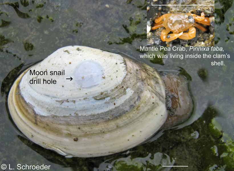 Bivalves - Mactridae